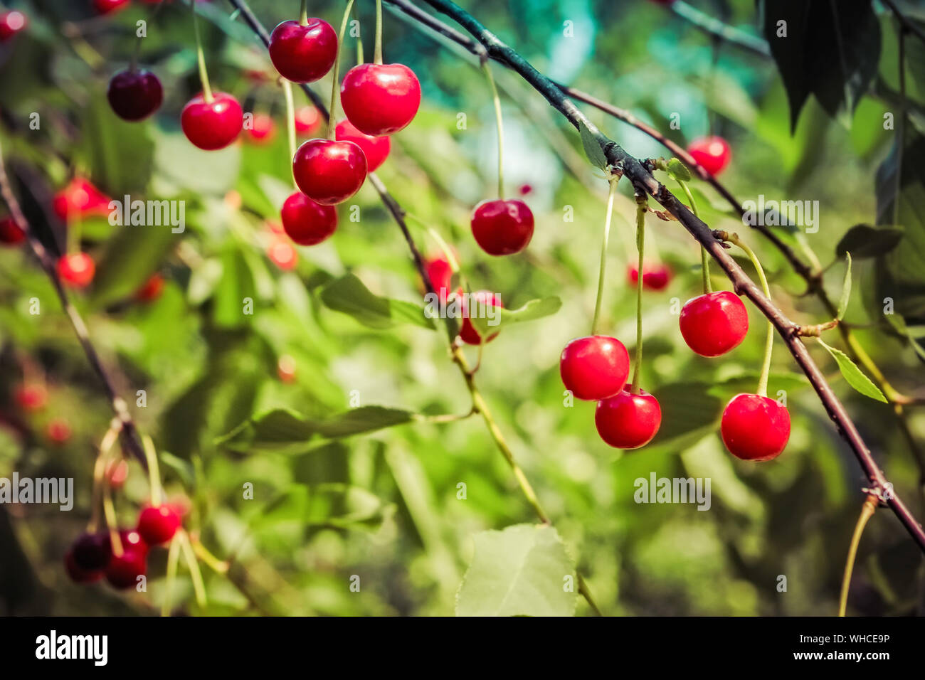Cherries of the tree hi-res stock photography and images - Alamy