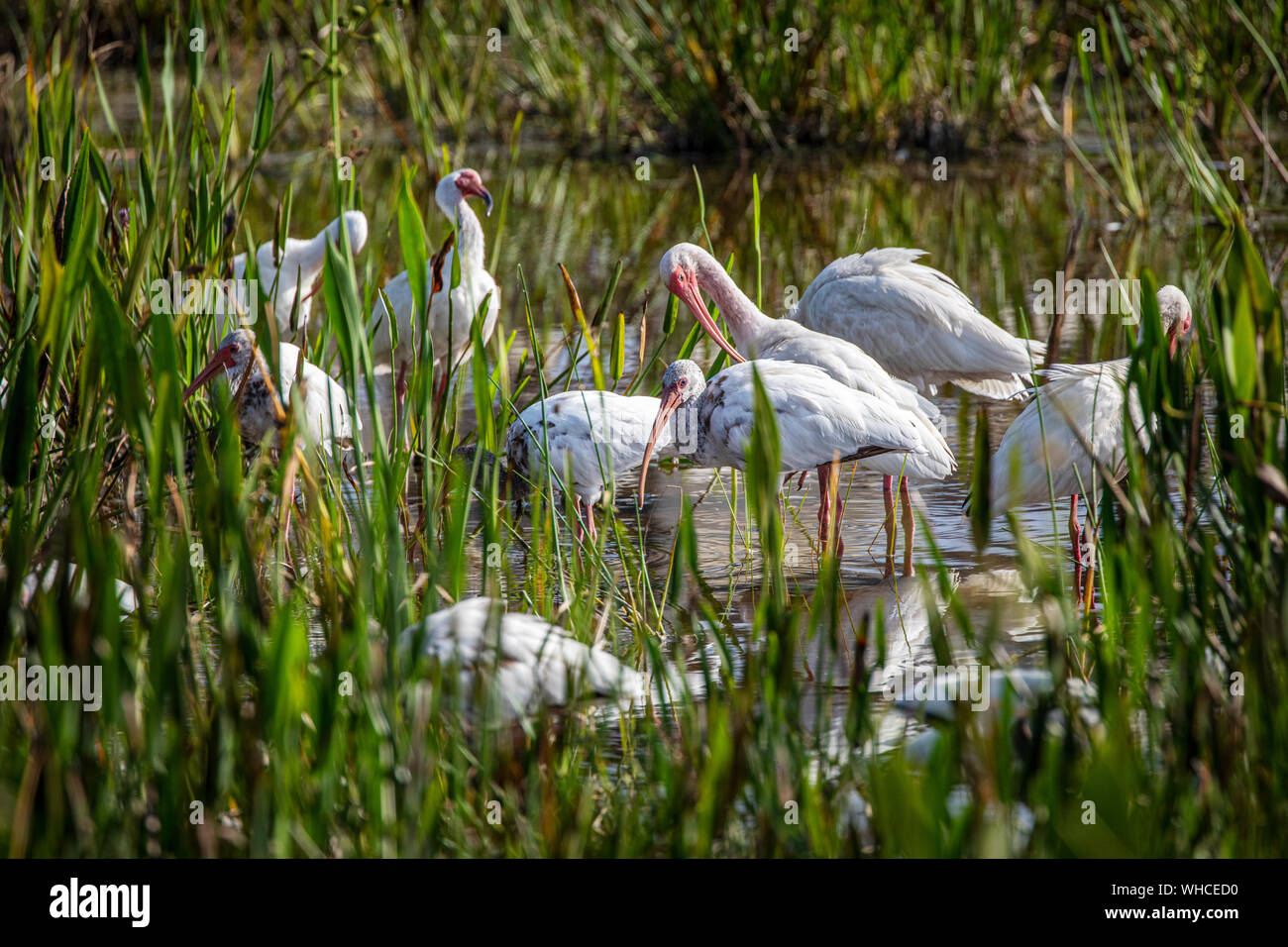 White ibis colony hi-res stock photography and images - Alamy