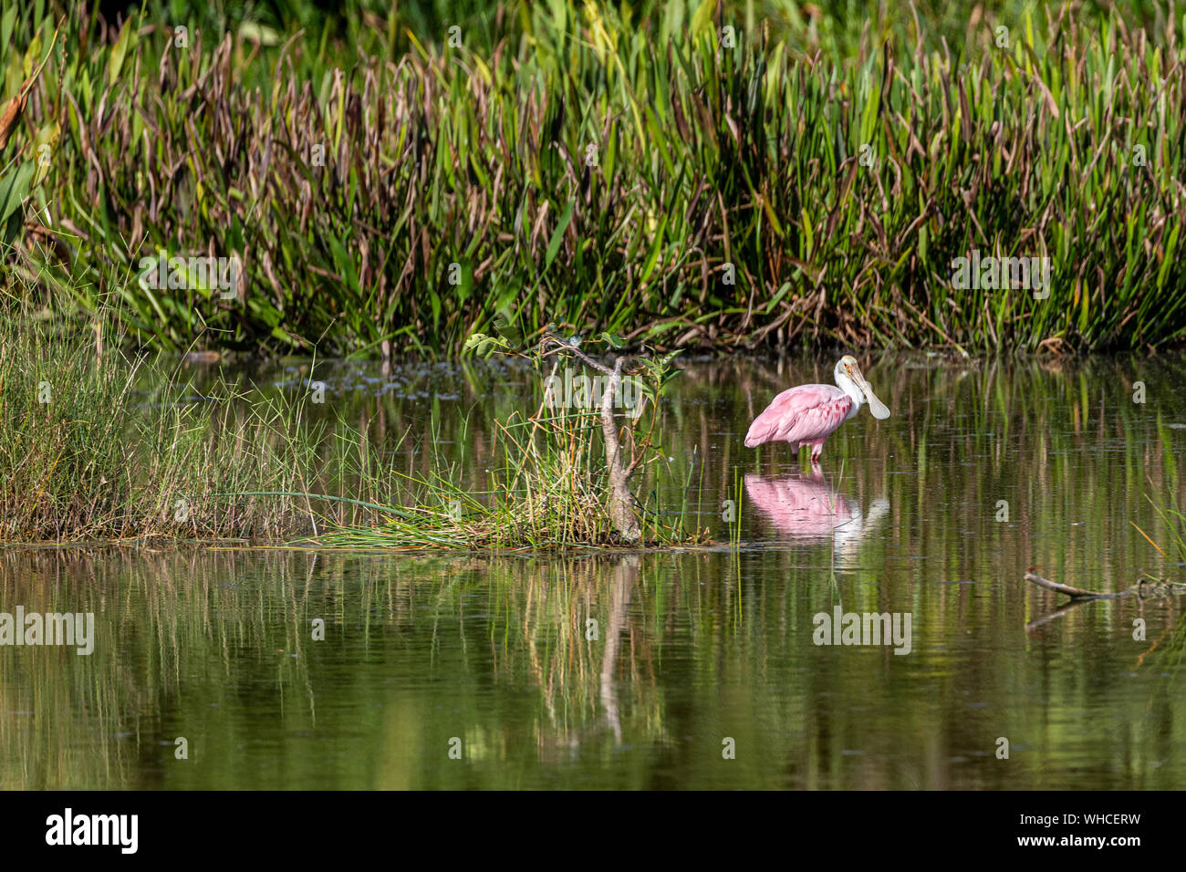 Roseate Spoonbill in the lake Stock Photo - Alamy
