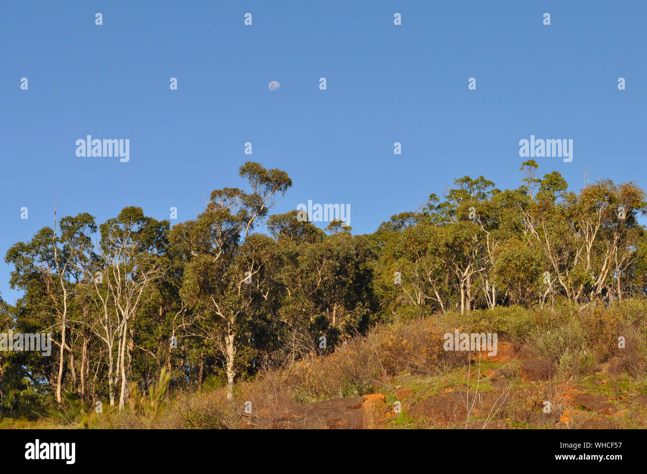 Eucalyptus trees, forest and bushland in late evening. Whistlepipe ...