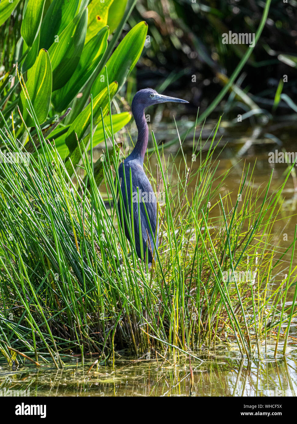 Adult Little blue heron Stock Photo - Alamy