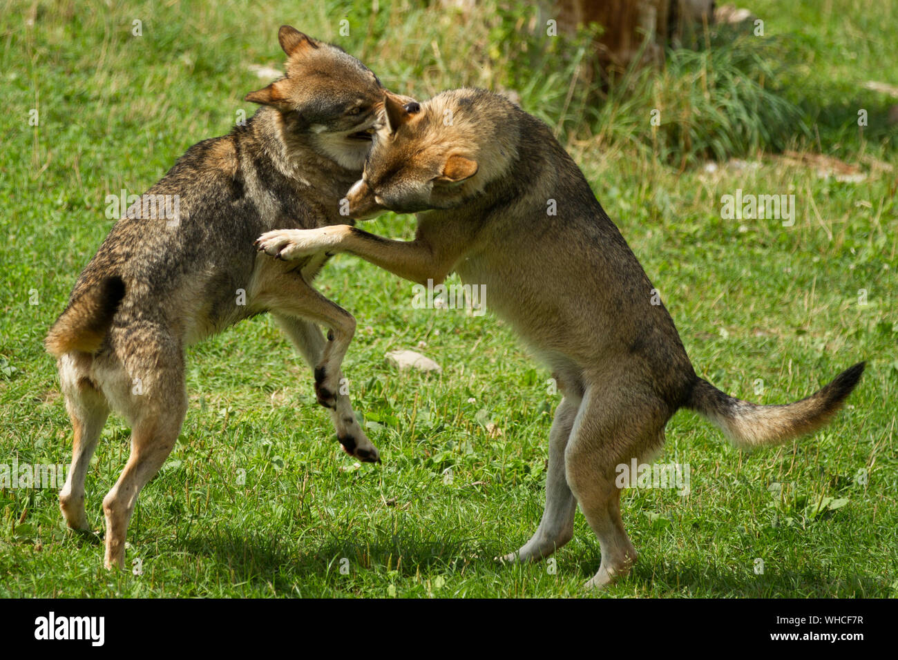 Two fighting wolves hi-res stock photography and images - Alamy