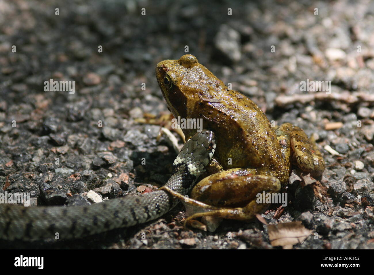 Hunting snake hi-res stock photography and images - Alamy