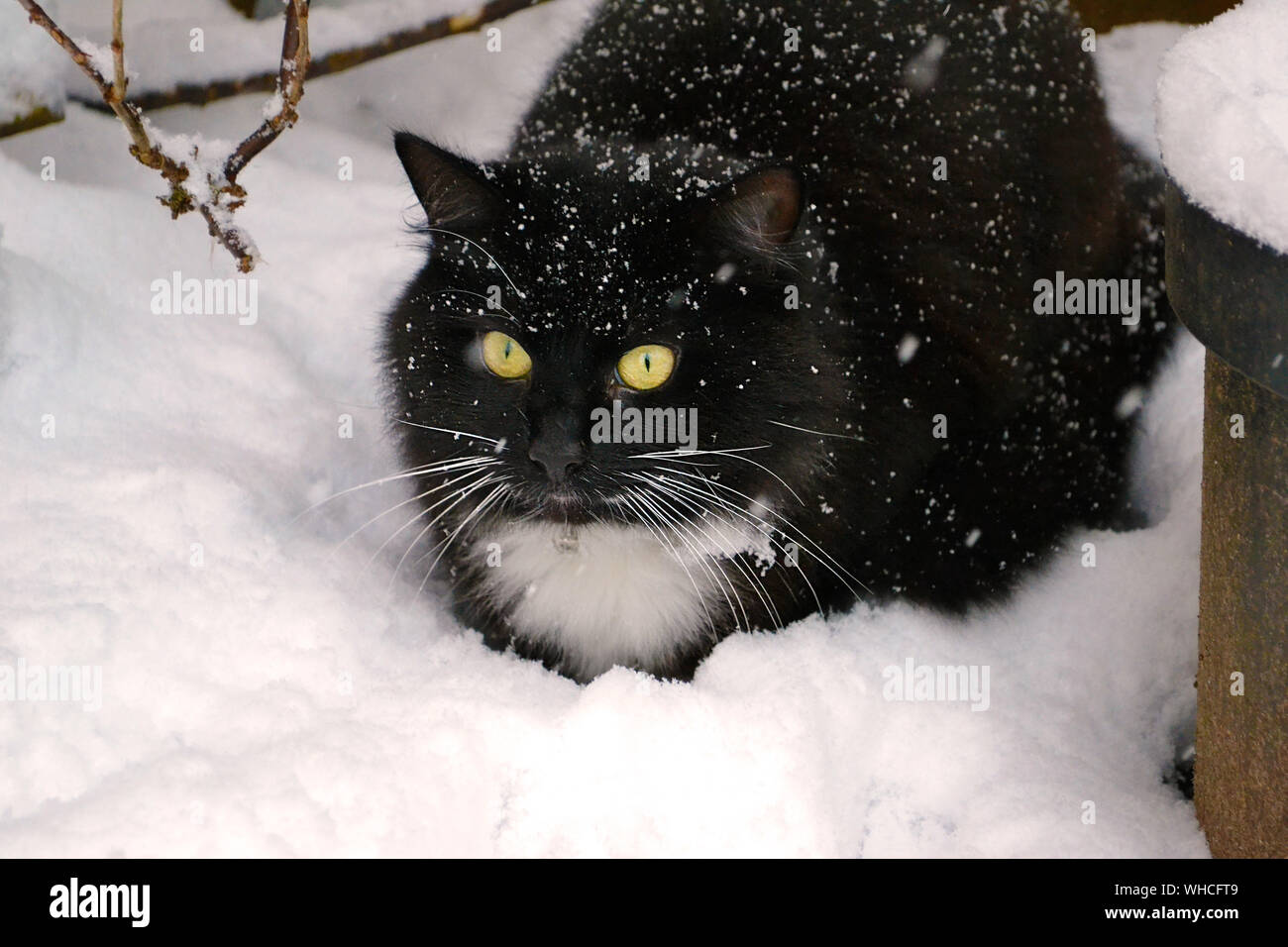 Black cat in snow hi-res stock photography and images - Alamy