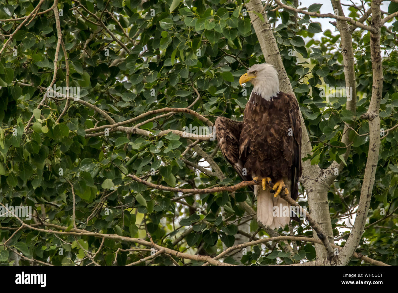 Bald eagle perching branch hi-res stock photography and images - Alamy
