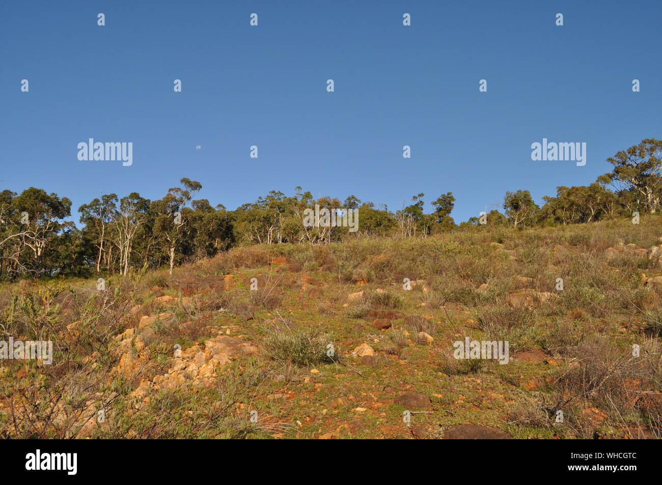 Eucalyptus trees, forest and bushland in late evening. Whistlepipe ...