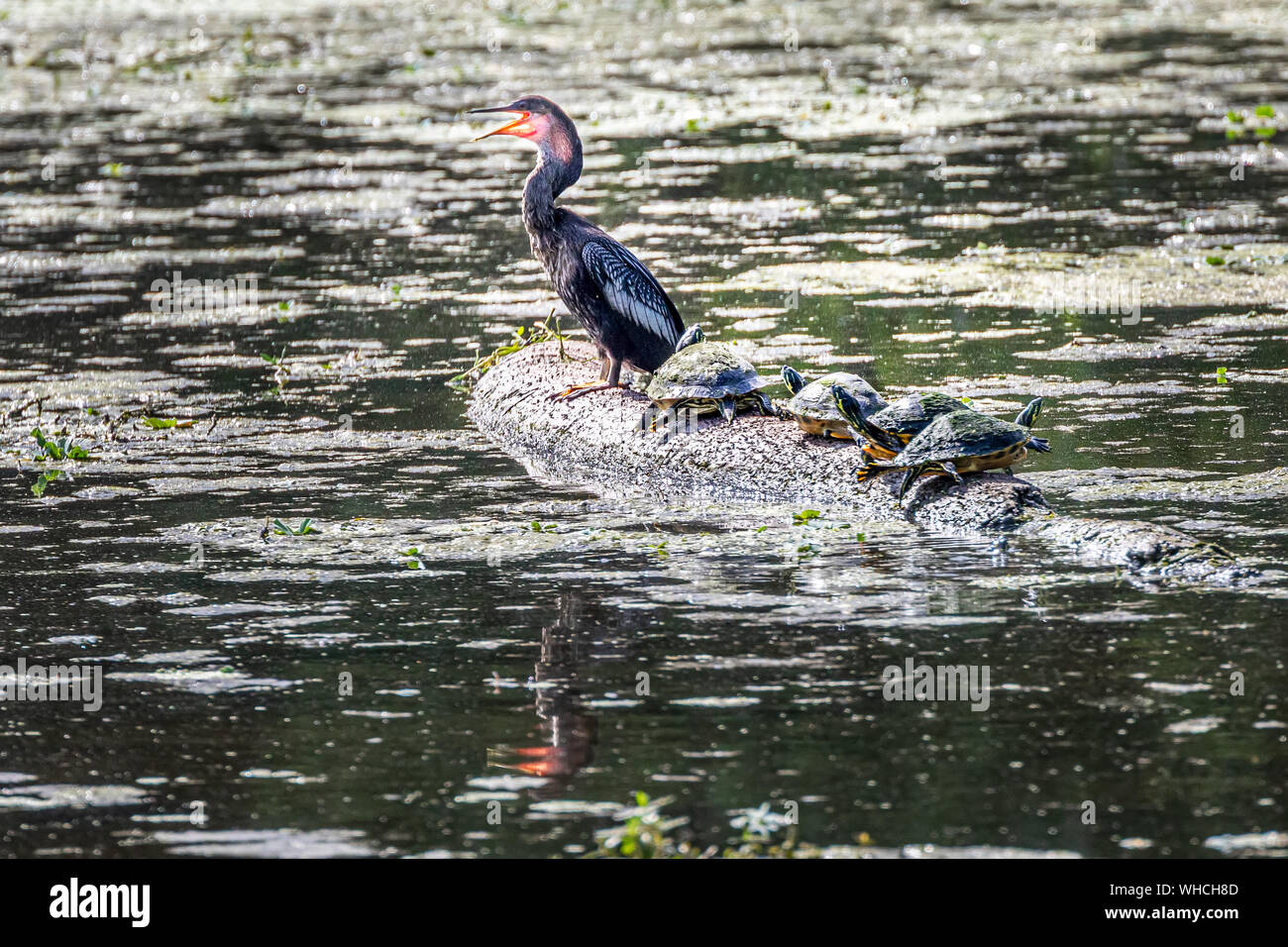 Anhinga Sunbading with four common sliders Stock Photo - Alamy
