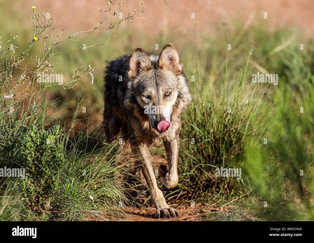 Wolf in grass hi-res stock photography and images - Alamy