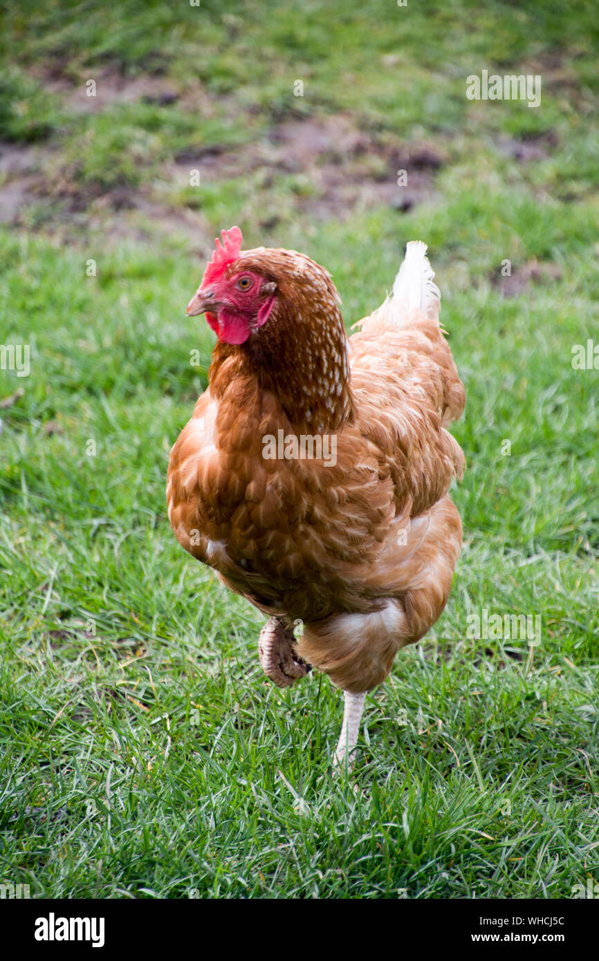Hen standing on one leg hi-res stock photography and images - Alamy