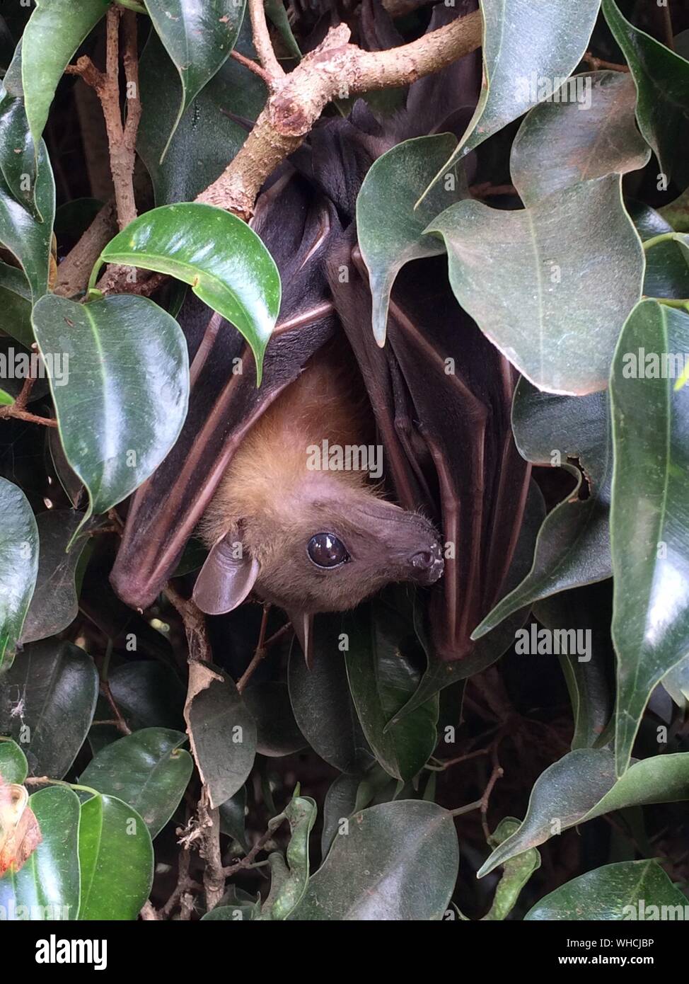 Bat Hanging On Tree High Resolution Stock Photography and Images - Alamy