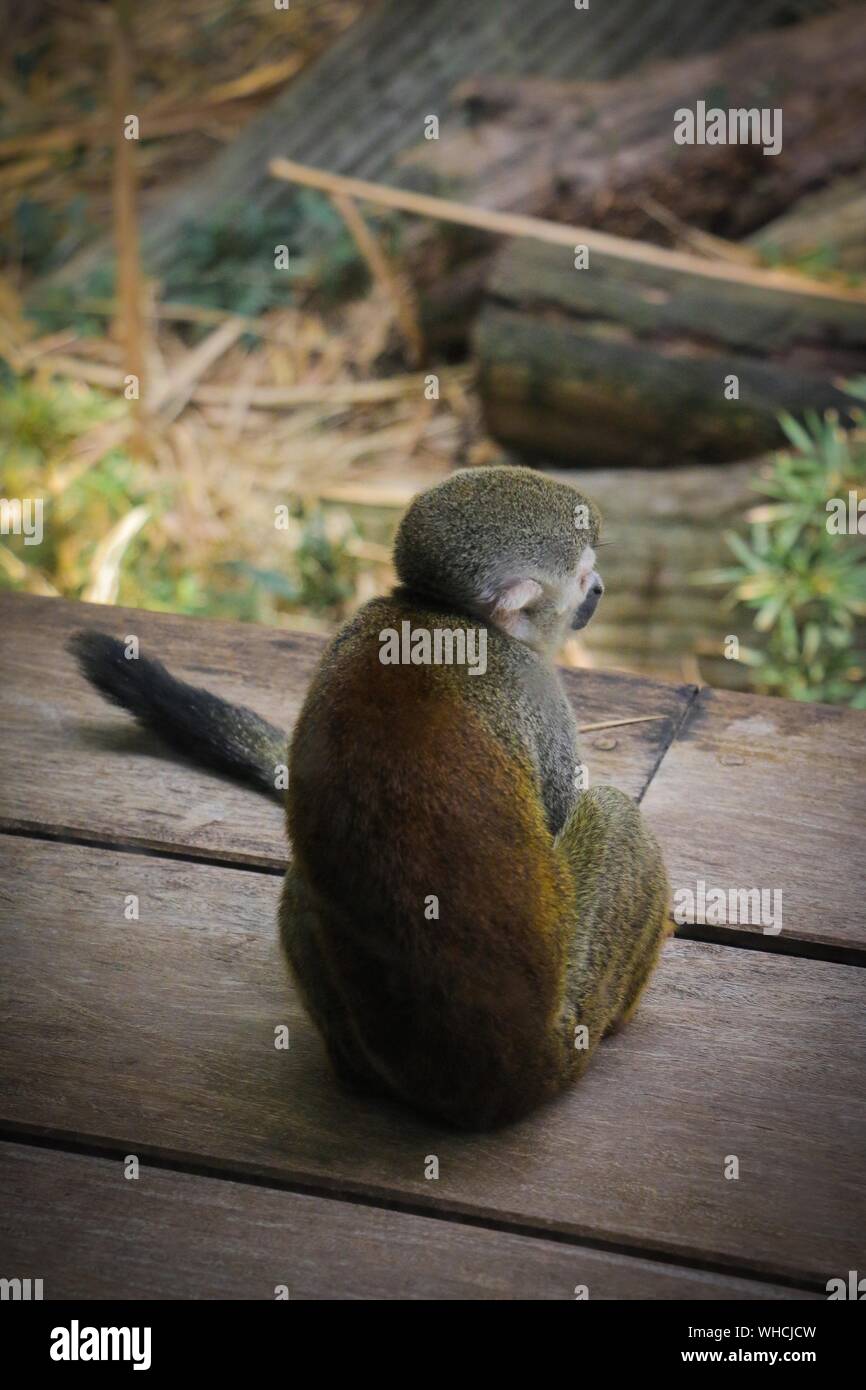 Monkey table hi-res stock photography and images - Alamy