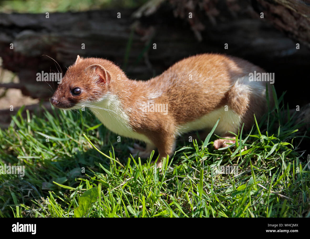 Stoats and weasels hi-res stock photography and images - Alamy
