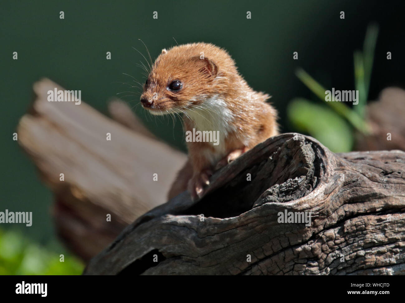 Least Weasels High Resolution Stock Photography and Images - Alamy