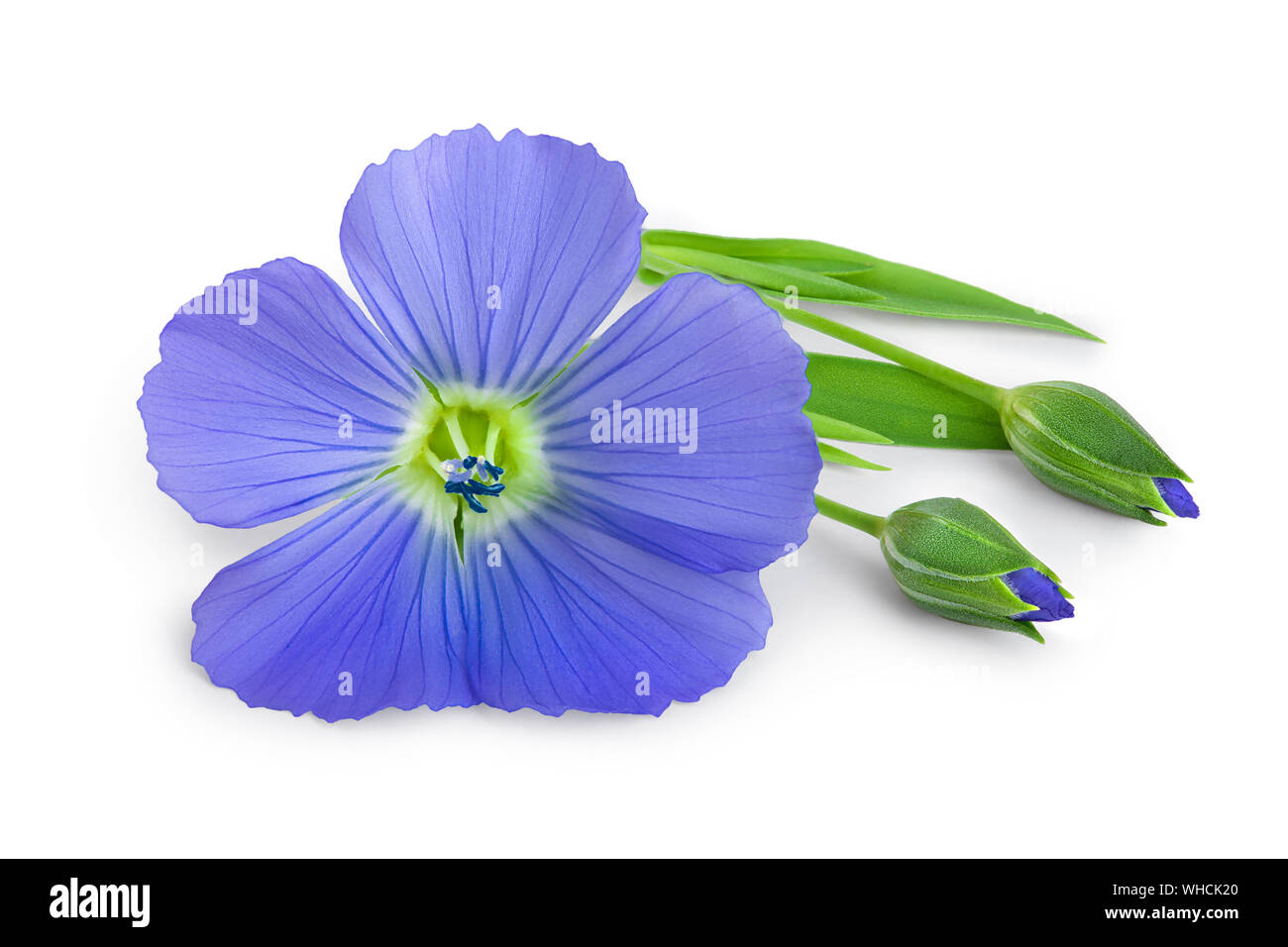 Flax blue flowers closeup isolated on white background Stock Photo - Alamy