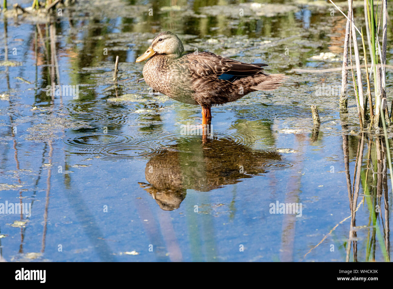 Mottled Duck in the south florida marshes Stock Photo - Alamy