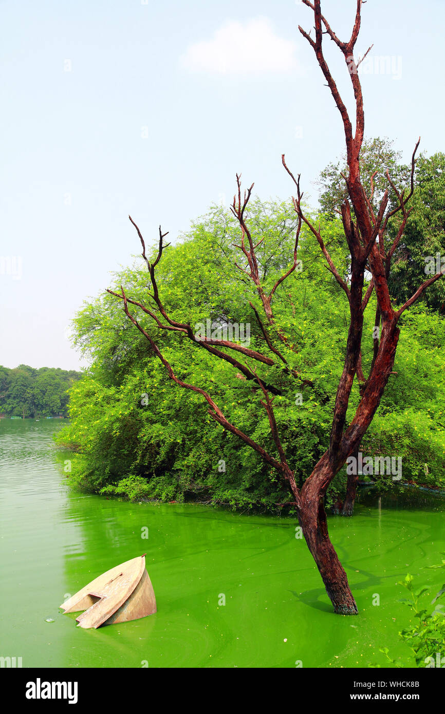 Monsoon tree hi-res stock photography and images - Alamy