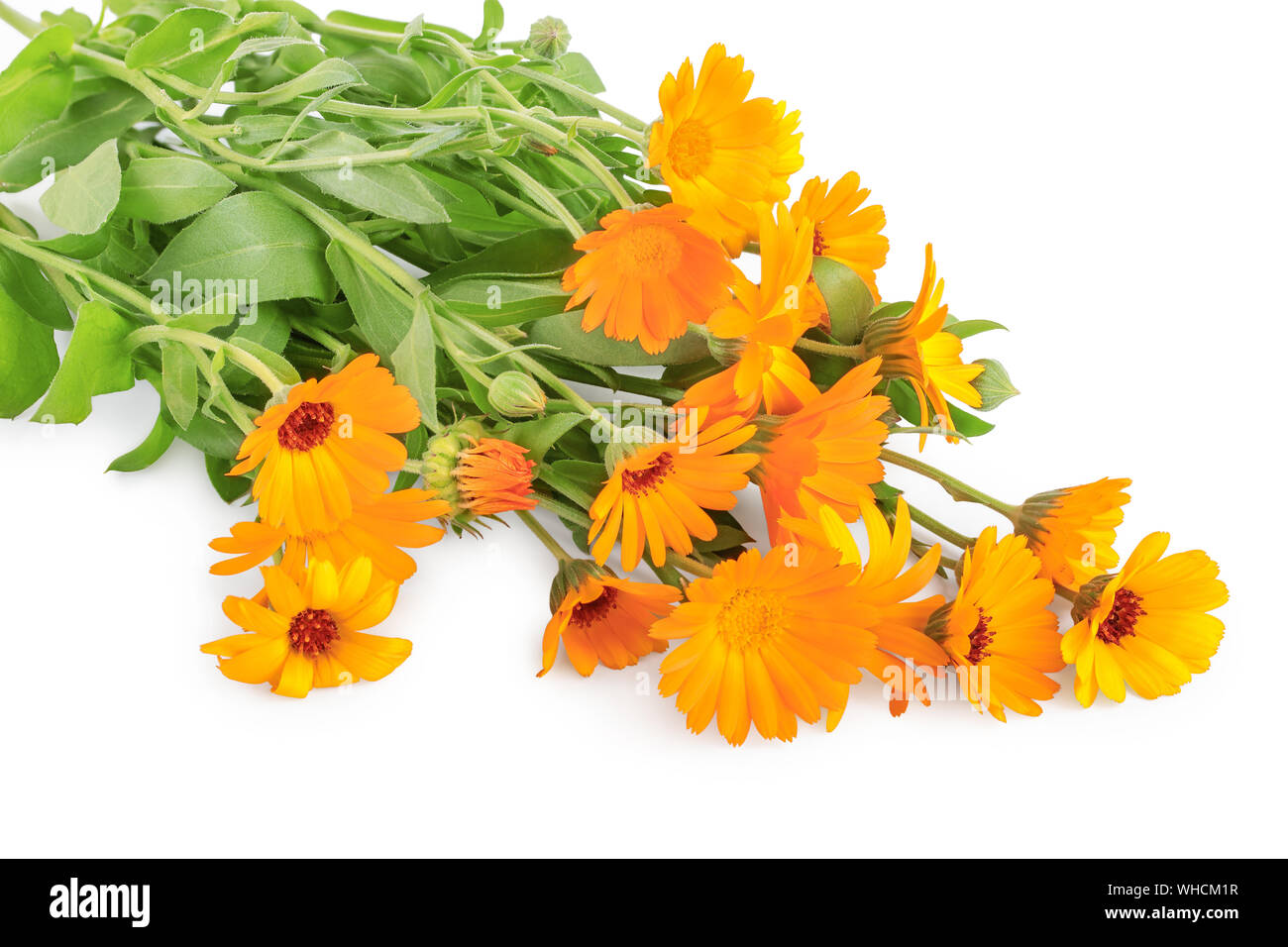 Bushes of orange Calendula flowers background . Isolated on white Stock ...
