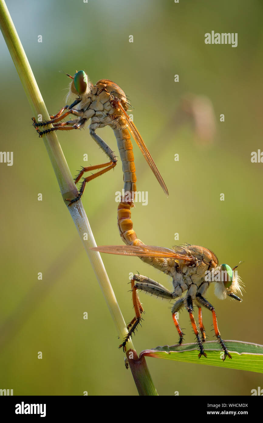 Insects Mating High Resolution Stock Photography and Images - Alamy