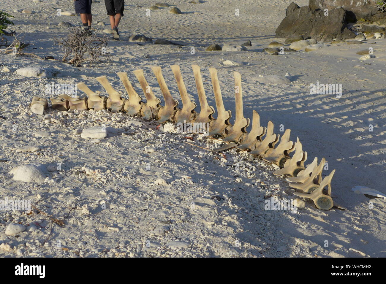 Animal Bone At Beach Stock Photo - Alamy