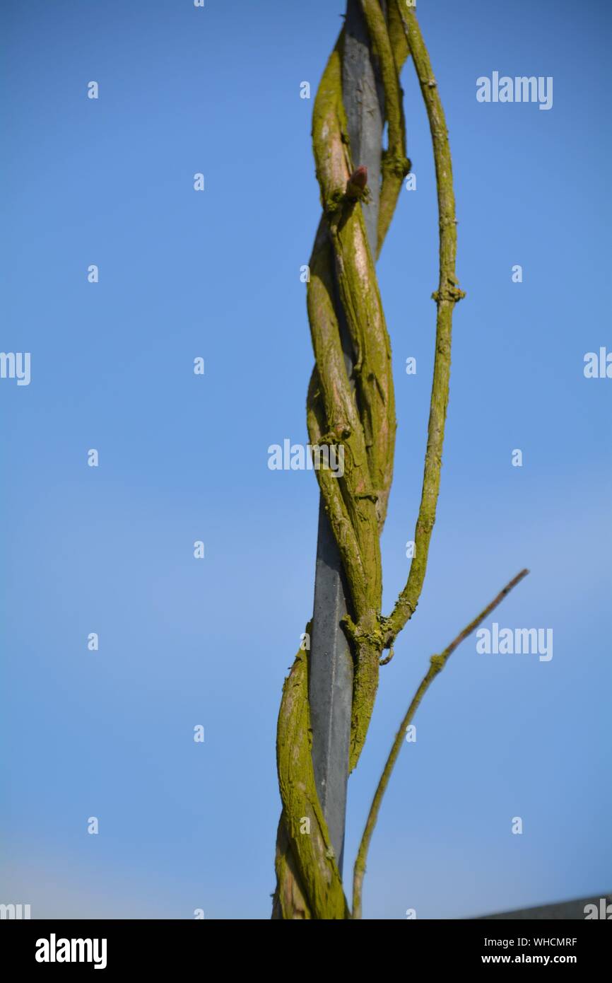 Creeper support hi-res stock photography and images - Alamy