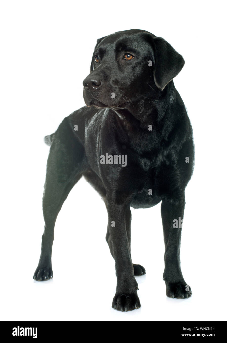 Labrador standing hi-res stock photography and images - Alamy