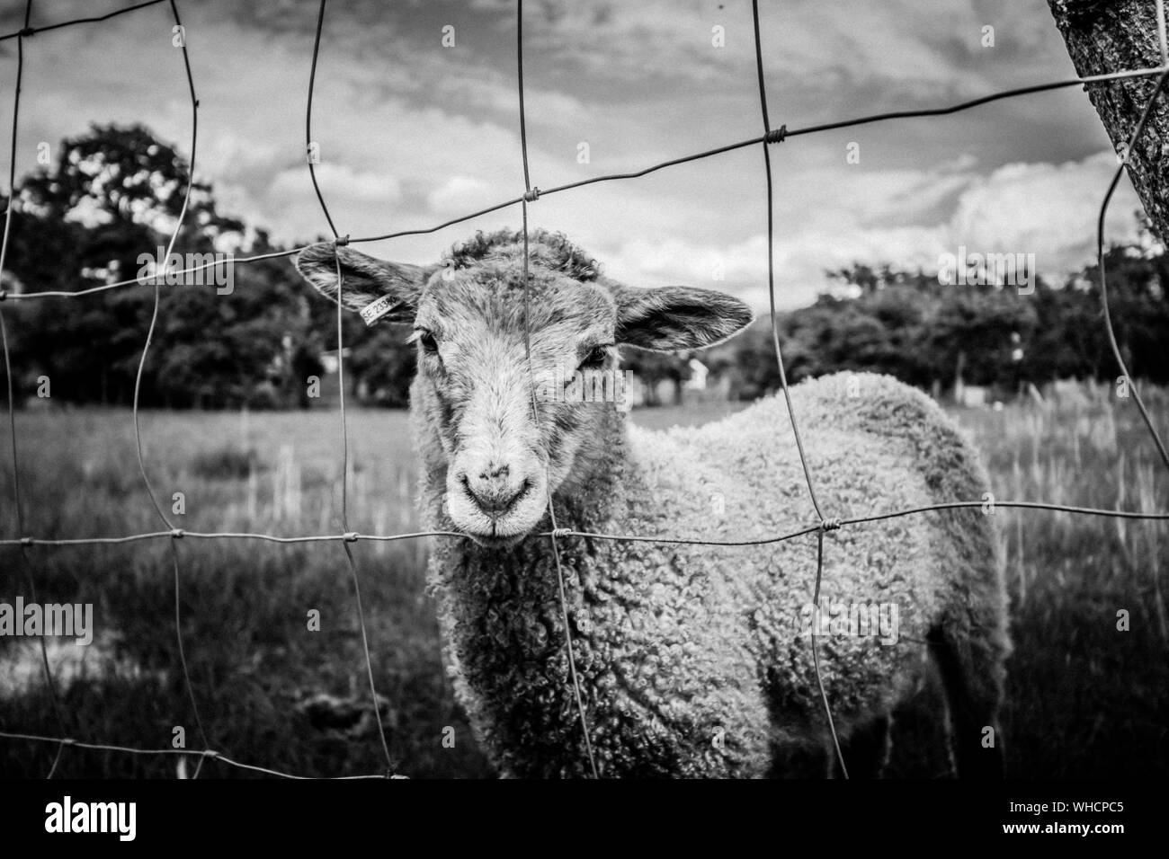 Sheep behind hi-res stock photography and images - Alamy