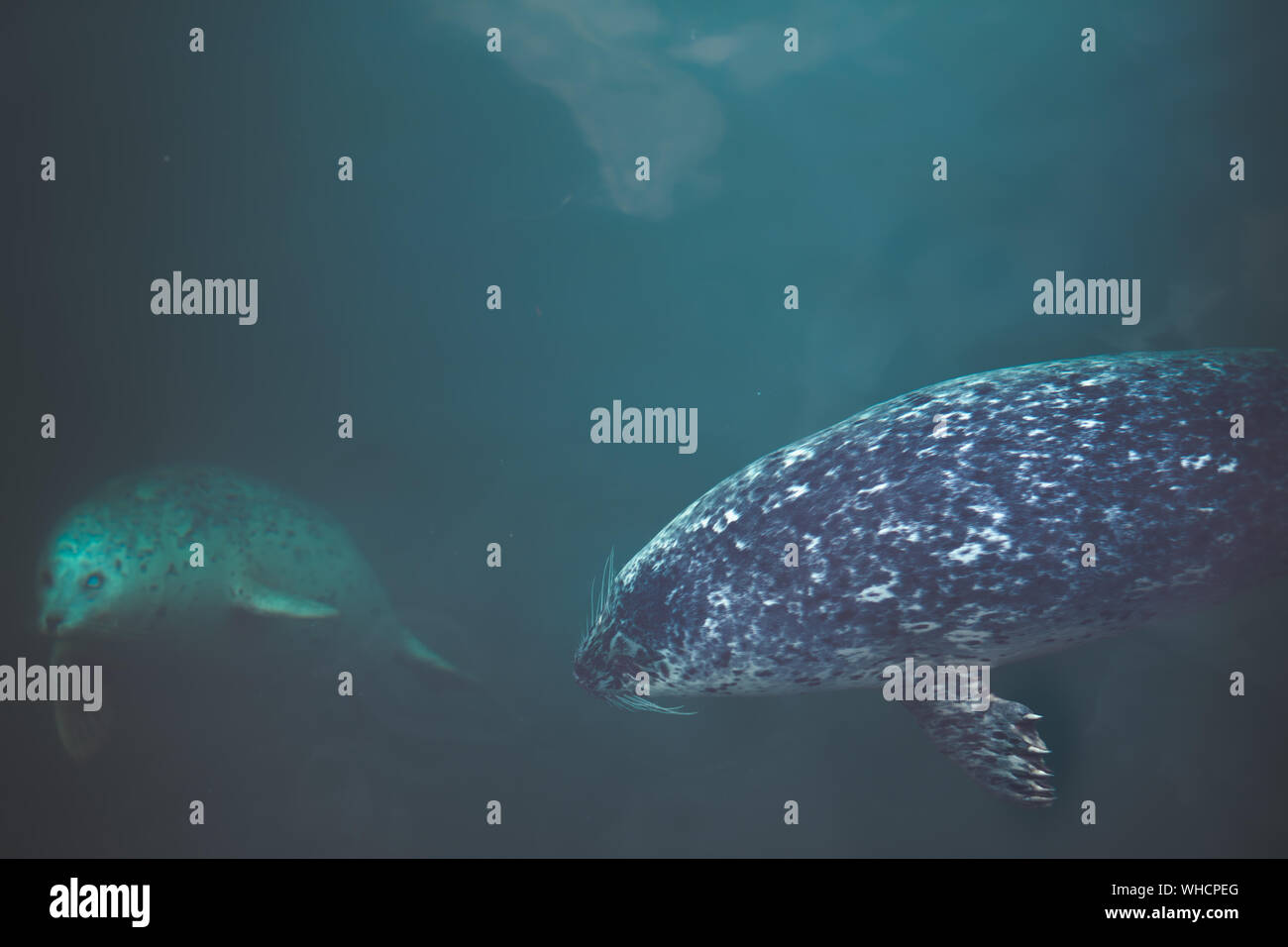 Harbor Seals Underwater High Resolution Stock Photography and Images ...