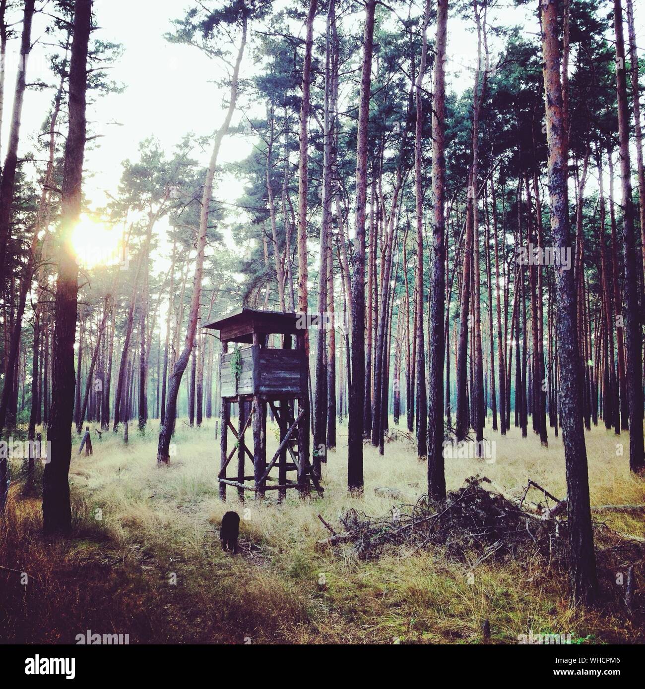 View Of Tree Stand Stock Photo - Alamy