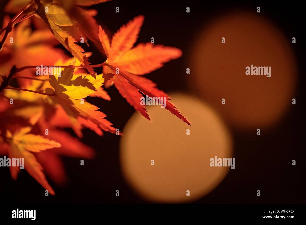 Night Fall Leaves High Resolution Stock Photography and Images - Alamy