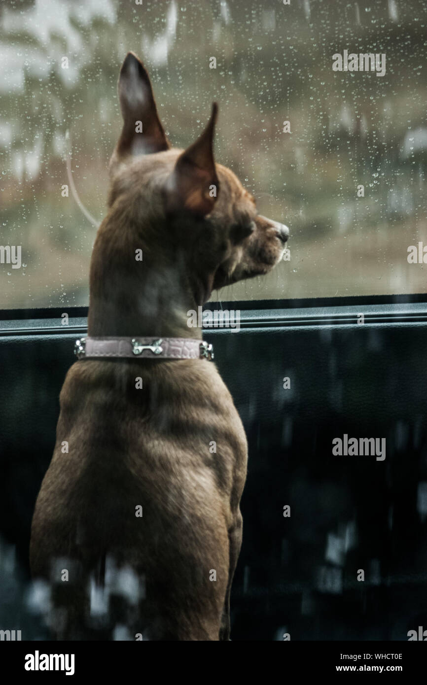 Dog reflection through window hi-res stock photography and images - Alamy