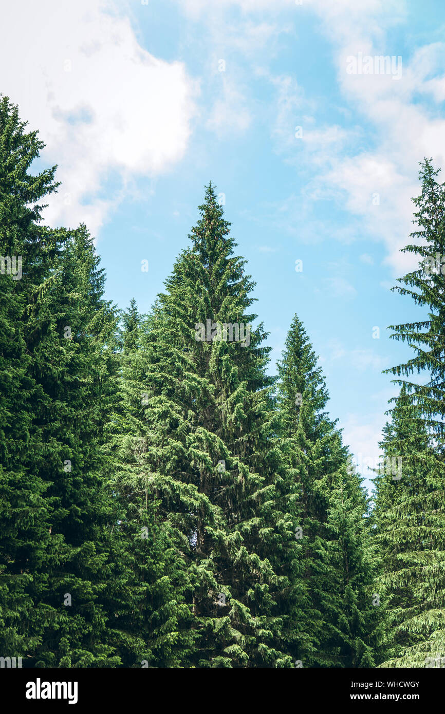 Beautiful rural scene evergreen hi-res stock photography and images - Alamy