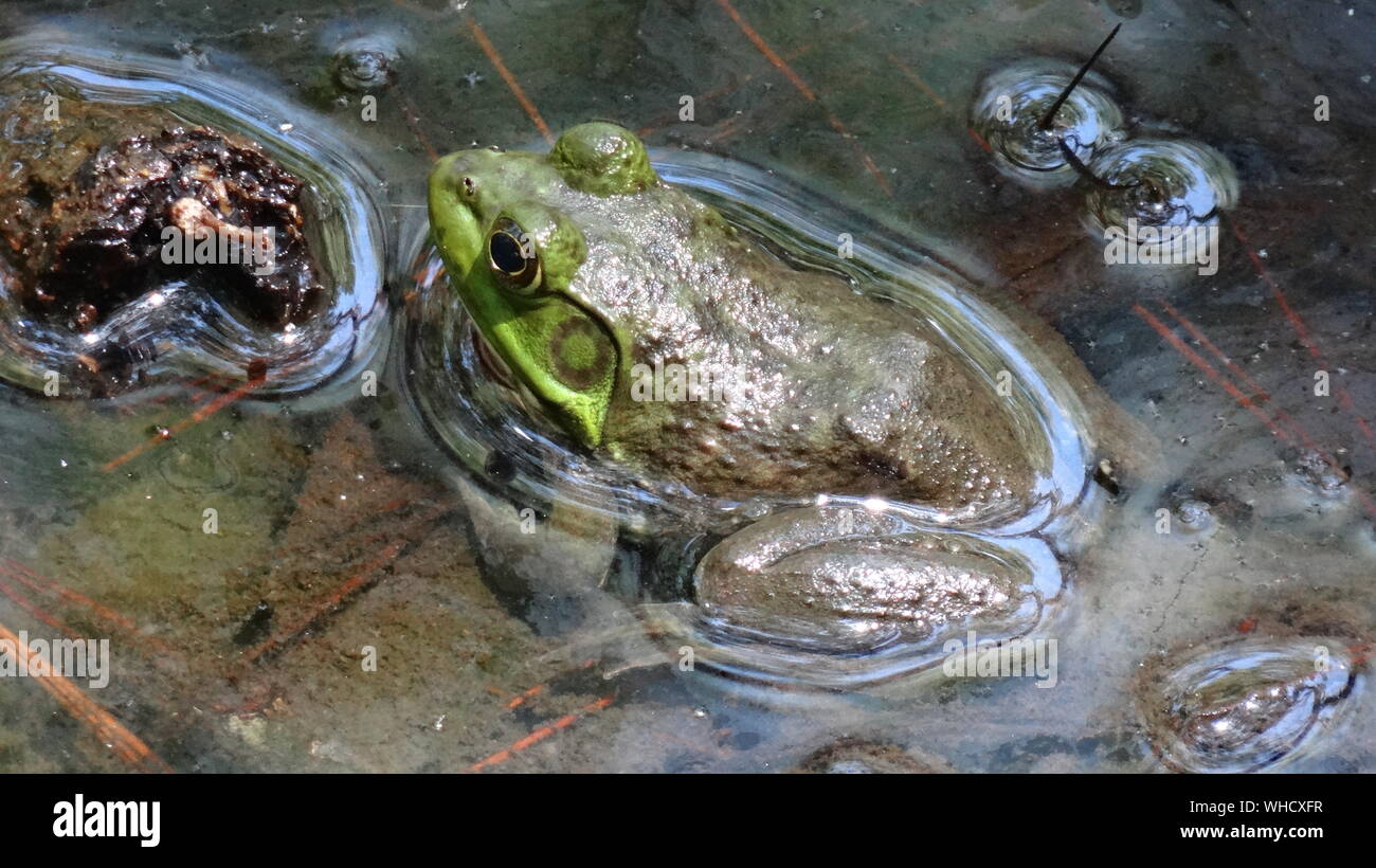 Frog in shallow water hi-res stock photography and images - Alamy