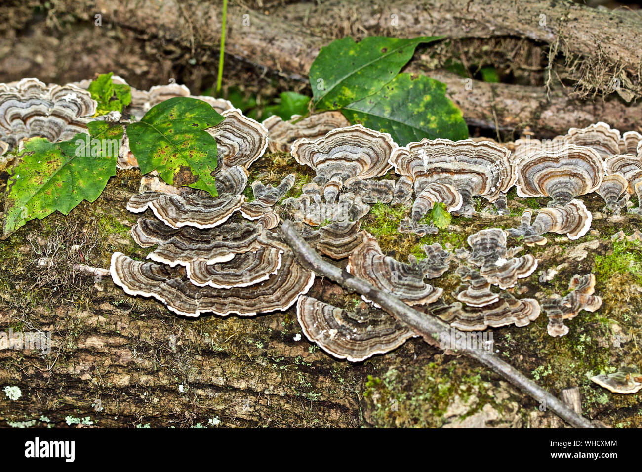 Green bracket fungus hi-res stock photography and images - Alamy