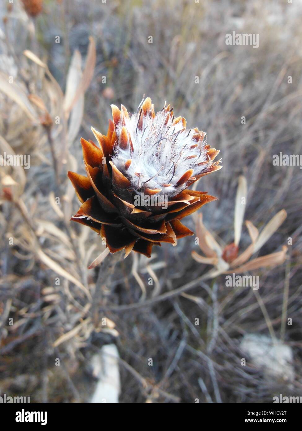 Fynbos shrub hi-res stock photography and images - Alamy