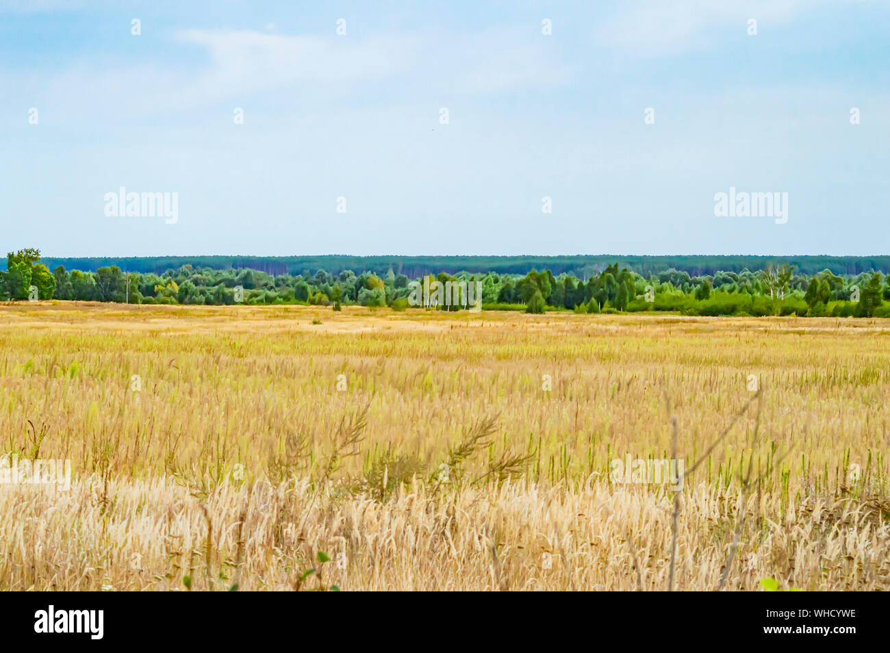 Dry Grass Field Background