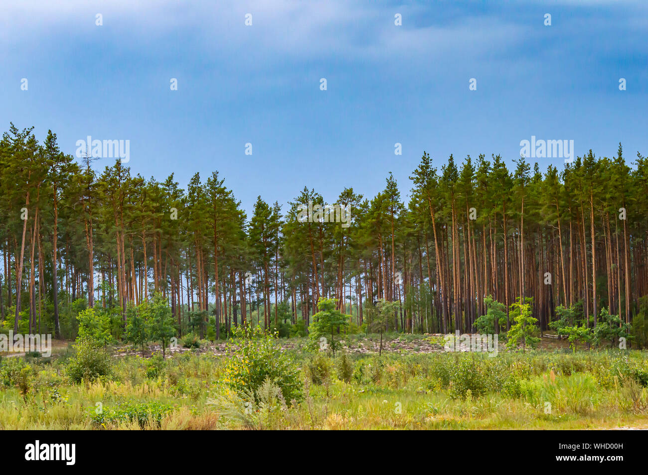 Pine forest against a cloudy sky. Background image Stock Photo - Alamy