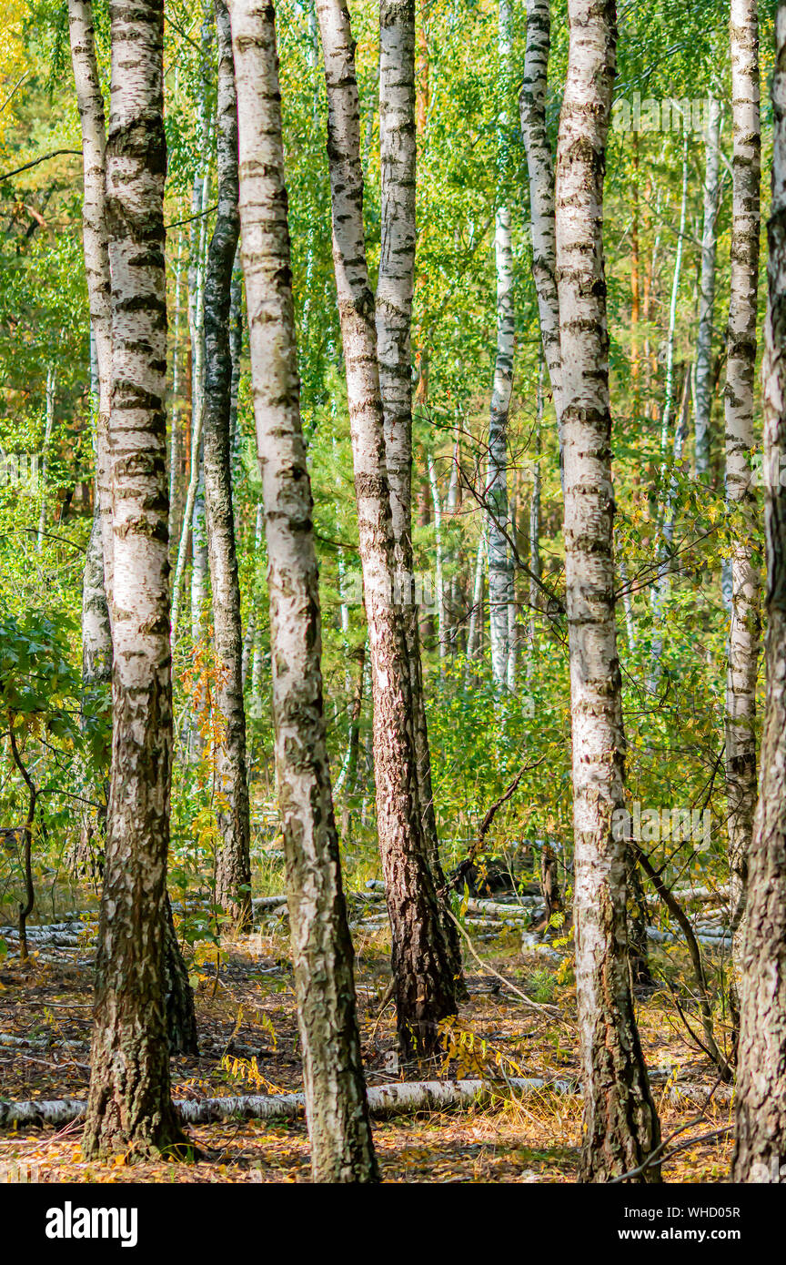 Birch grove trees in the sun. Background image Stock Photo - Alamy
