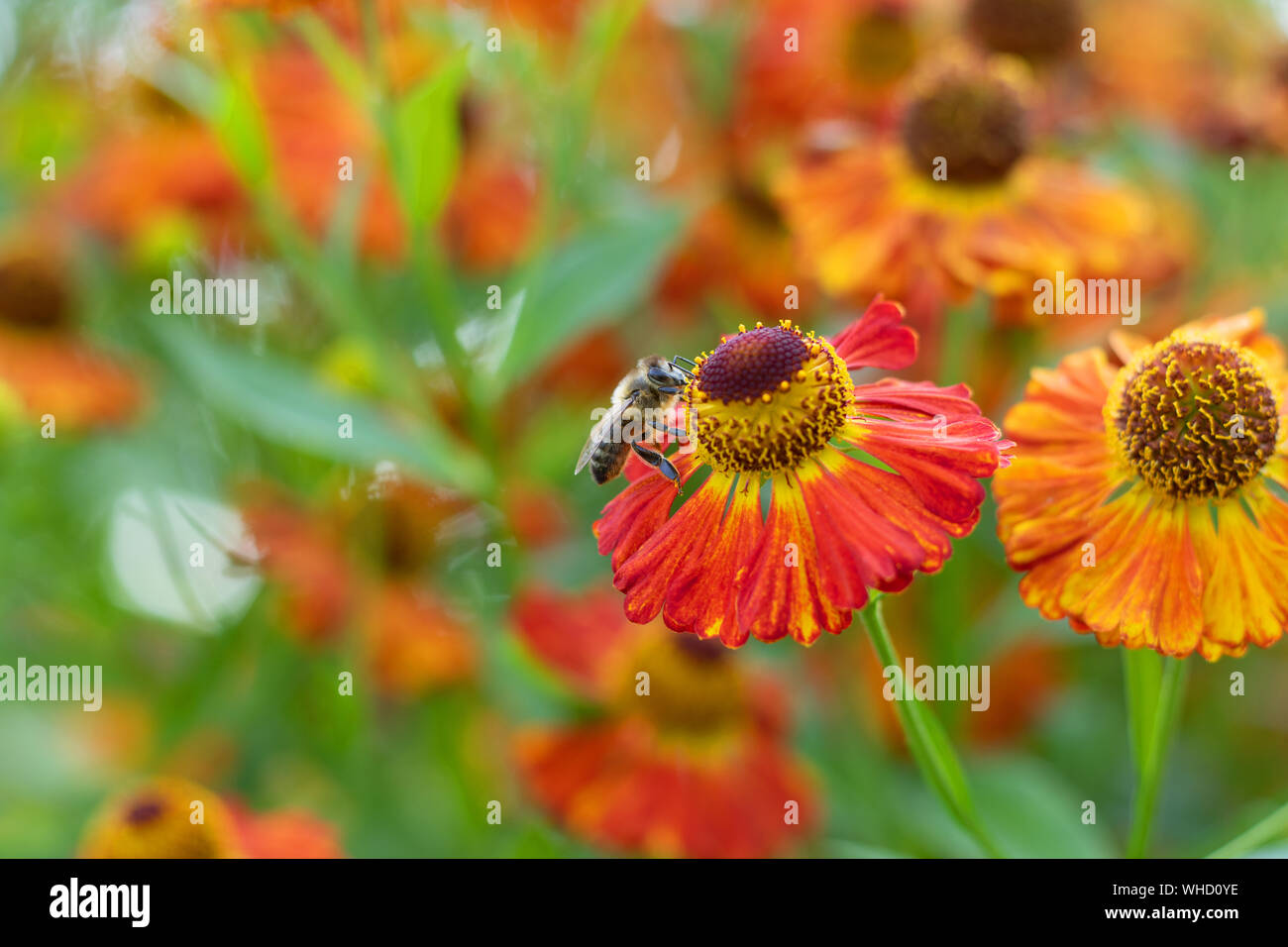 Helenium leaves hi-res stock photography and images - Alamy