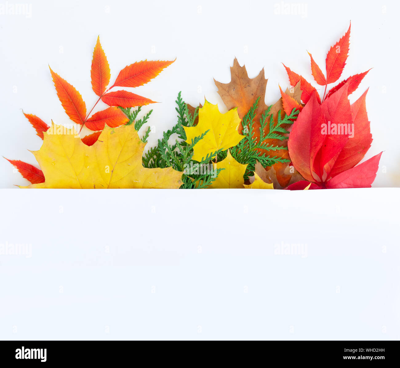 Natural fall leaves background Stock Photo - Alamy