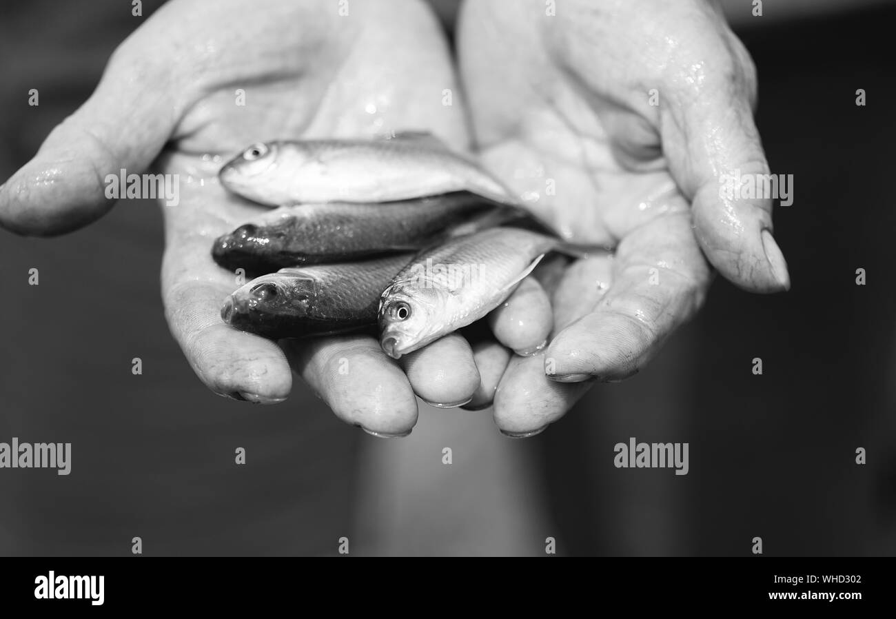 Fish body part Black and White Stock Photos & Images - Alamy