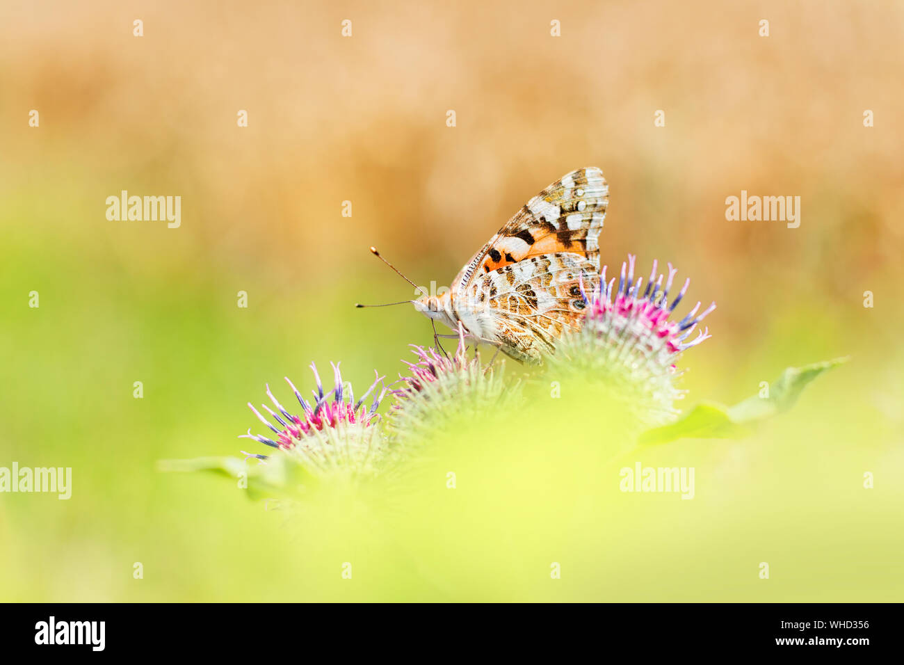 Vanessa cardui butterfly color summer hi-res stock photography and ...