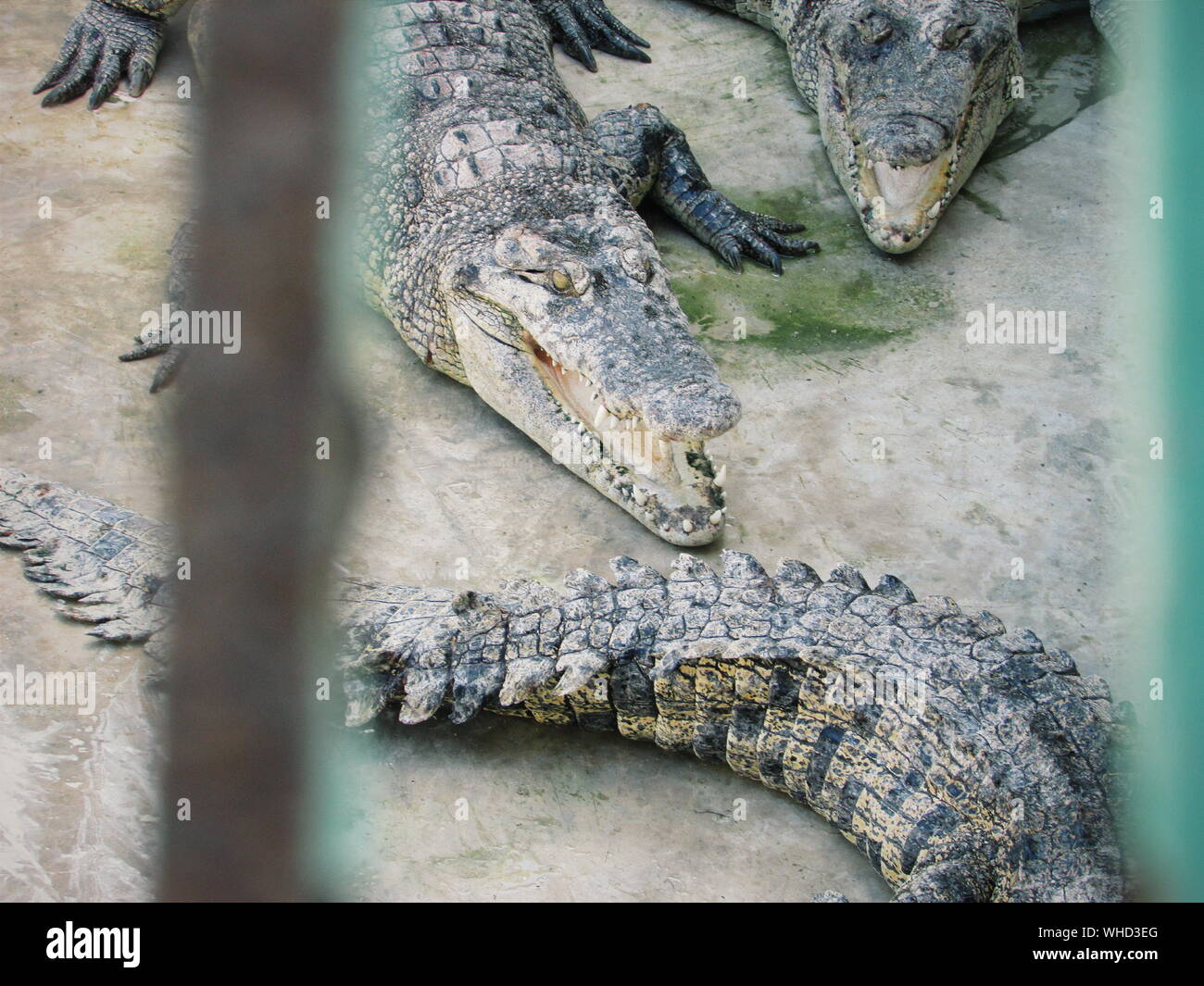 Three Crocodiles High Resolution Stock Photography and Images - Alamy