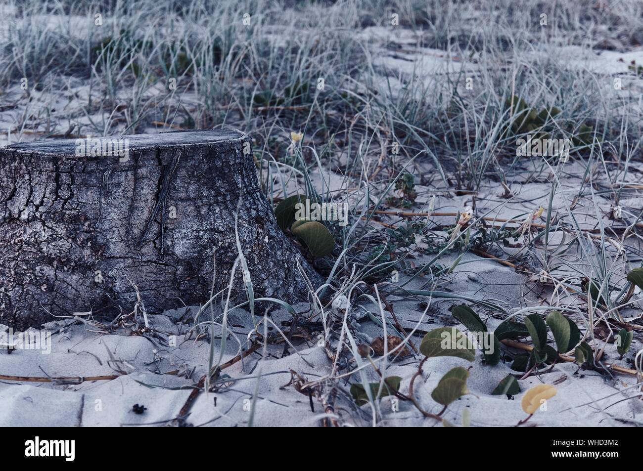 Tree field grass snow hi-res stock photography and images - Alamy