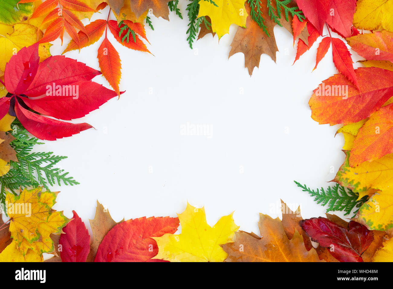 Natural fall leaves background Stock Photo - Alamy