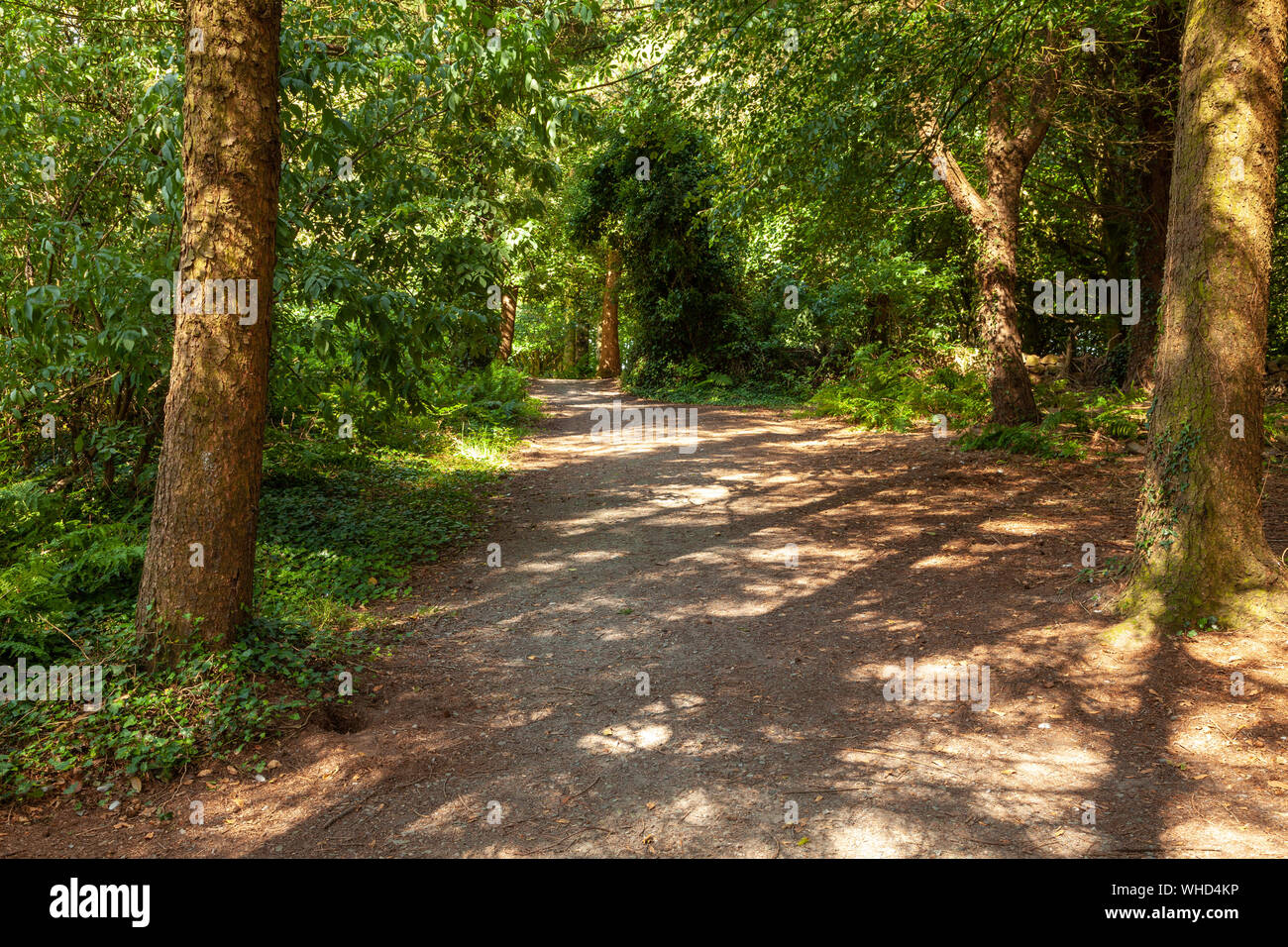 Sunlight speckled hi-res stock photography and images - Alamy