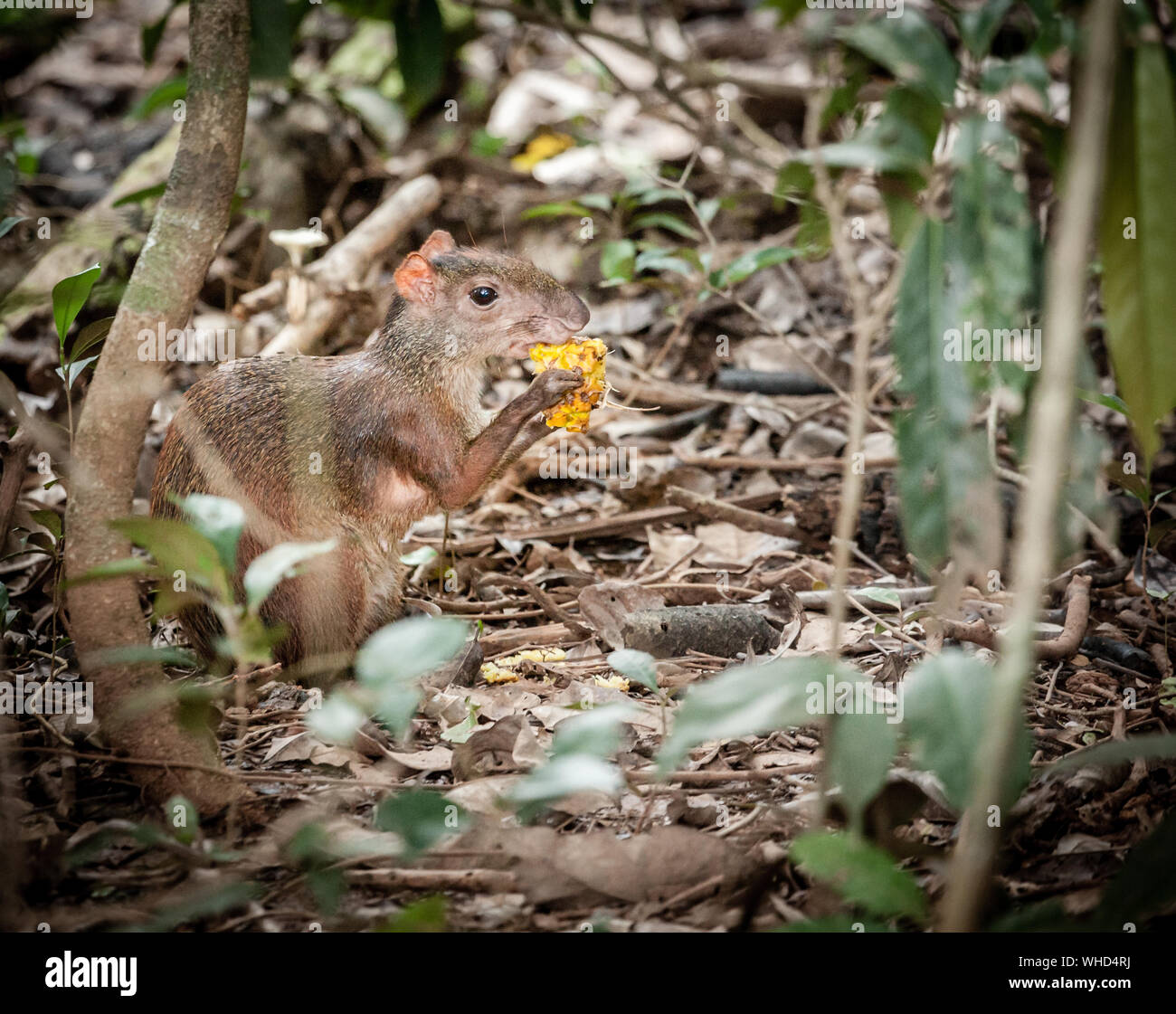 Jungle brown fruit hi-res stock photography and images - Alamy