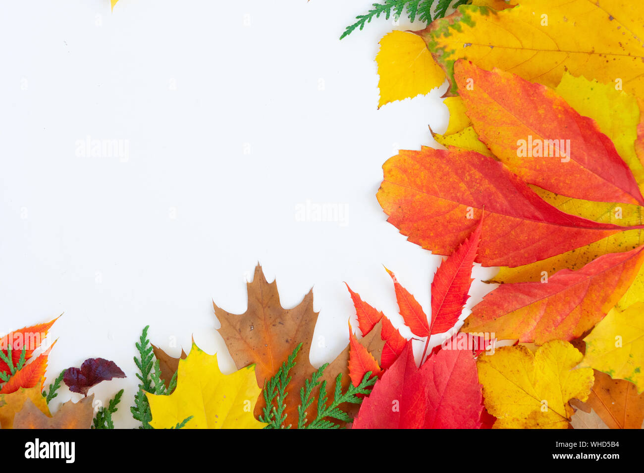 Natural fall leaves background Stock Photo - Alamy