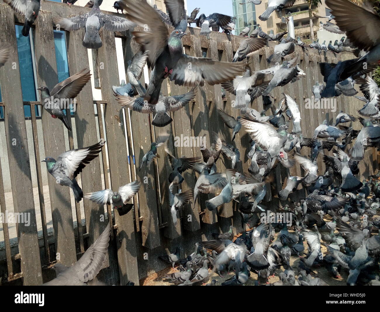 Pigeons group flying hi-res stock photography and images - Alamy
