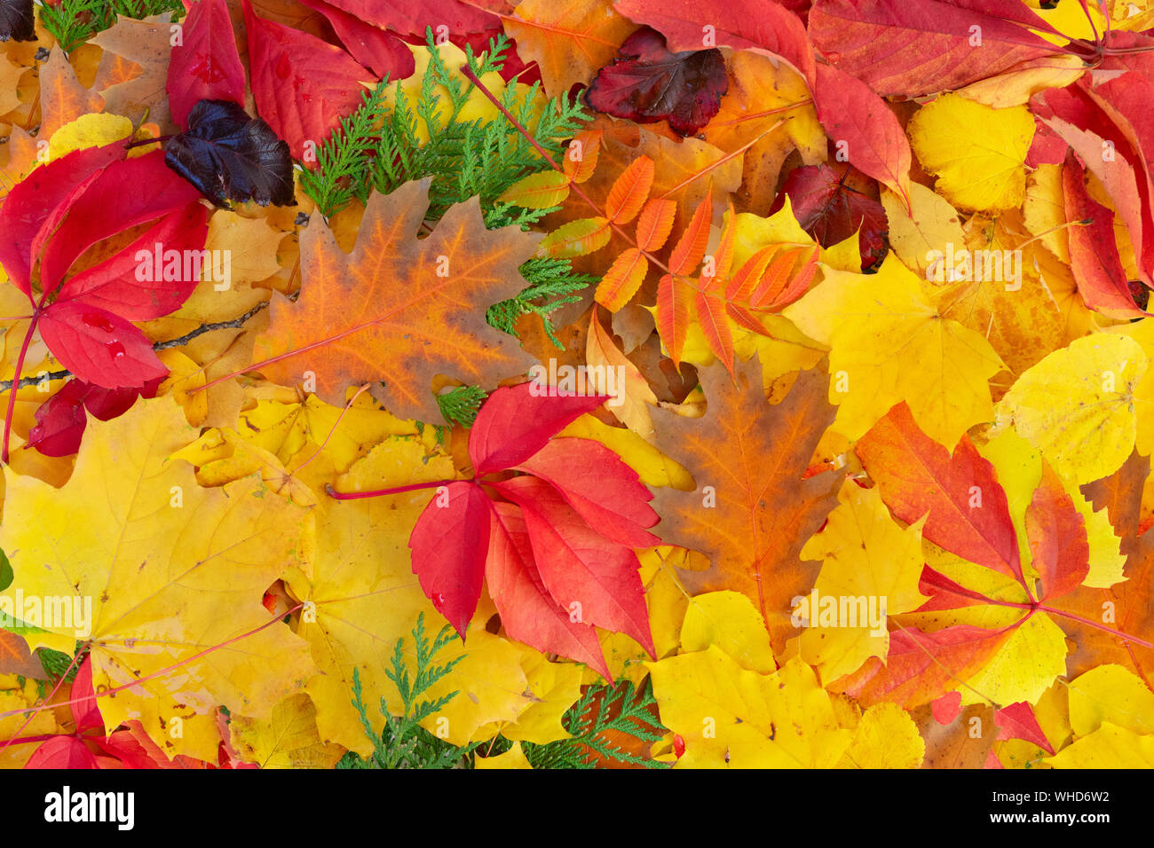 Natural fall leaves background Stock Photo - Alamy