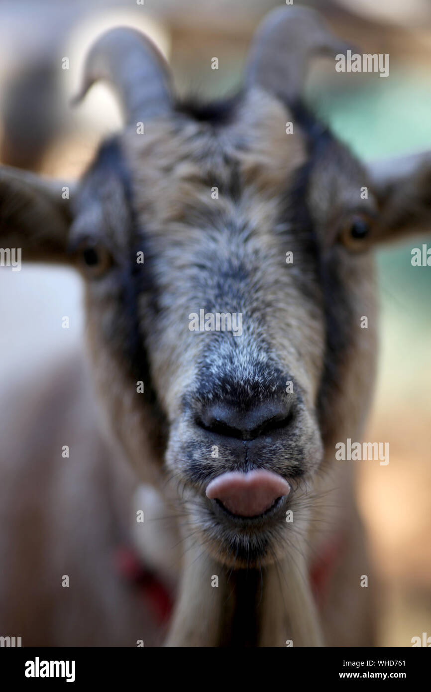 Portrait goat sticking out tongue camera hi-res stock photography and ...